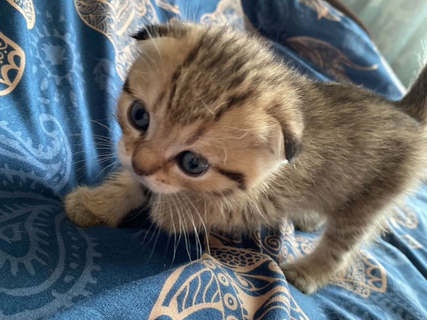 Шотландские вислоухие и прямоухие котята
