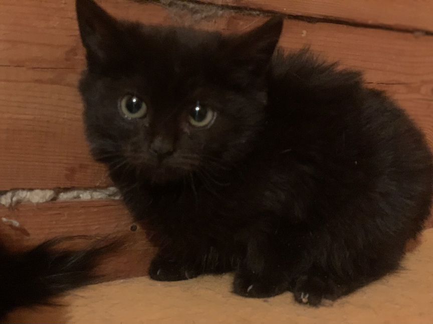 Миниатюрная кошка