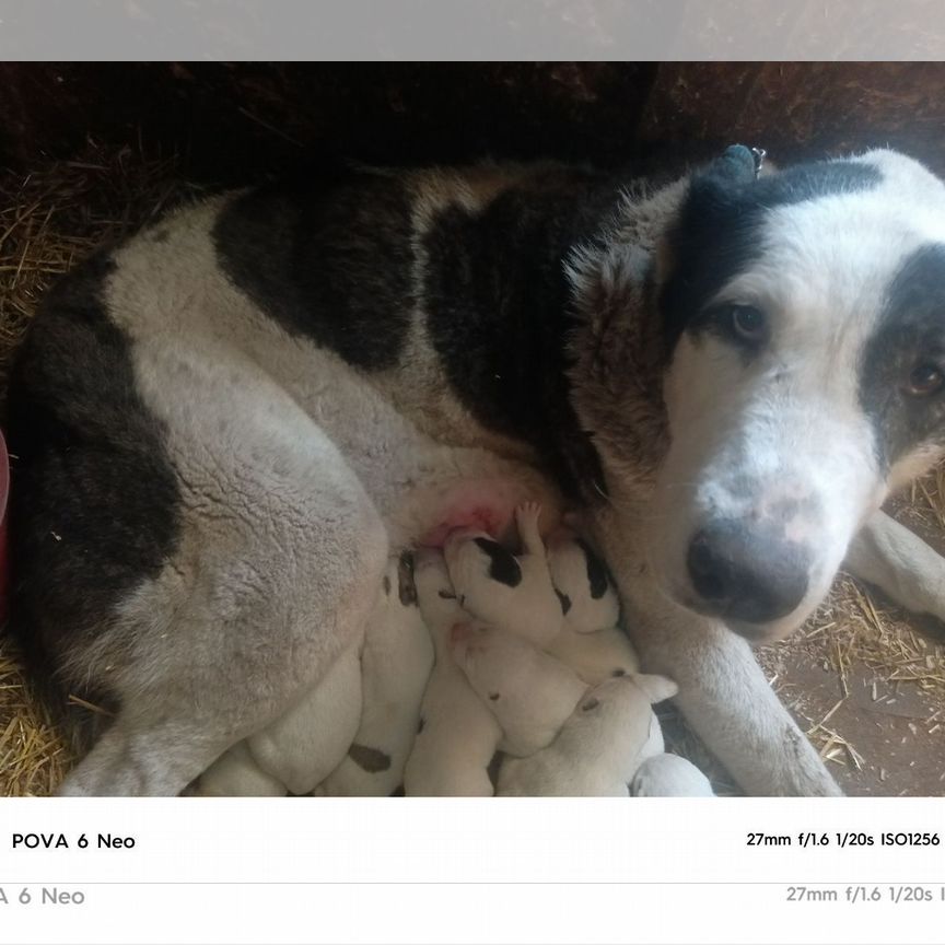 Среднеазиатская овчарка, щенок