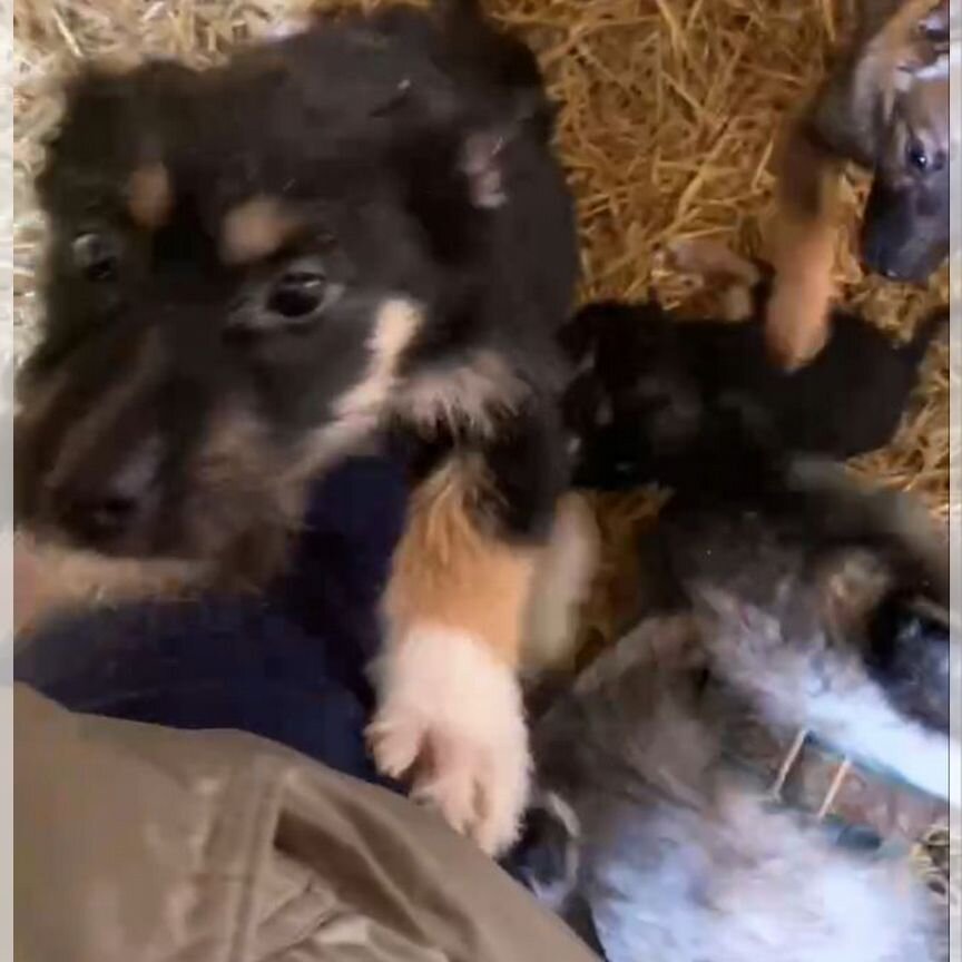 Щенок в добрые руки