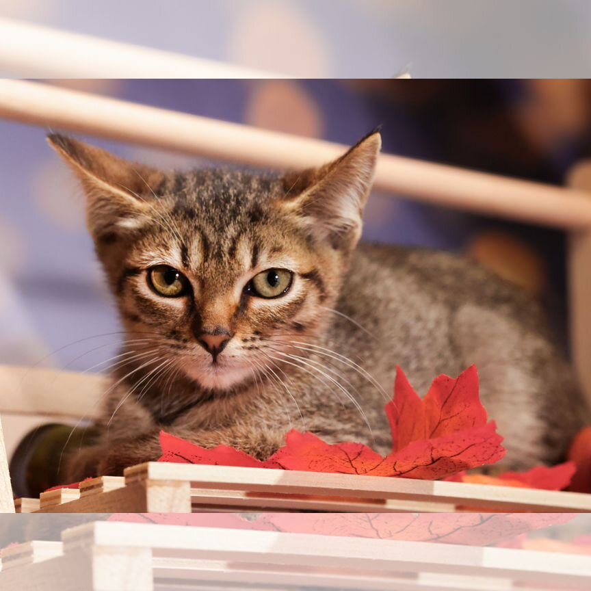 Кошки котята котик в добрые руки