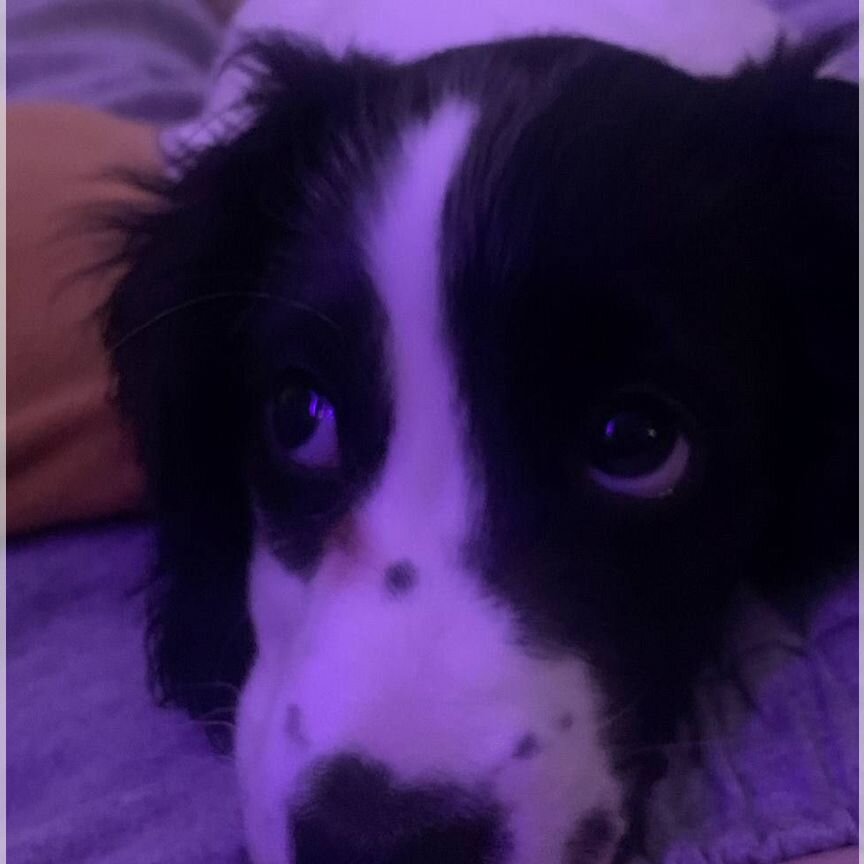 Русский охотничий спаниель, щенок