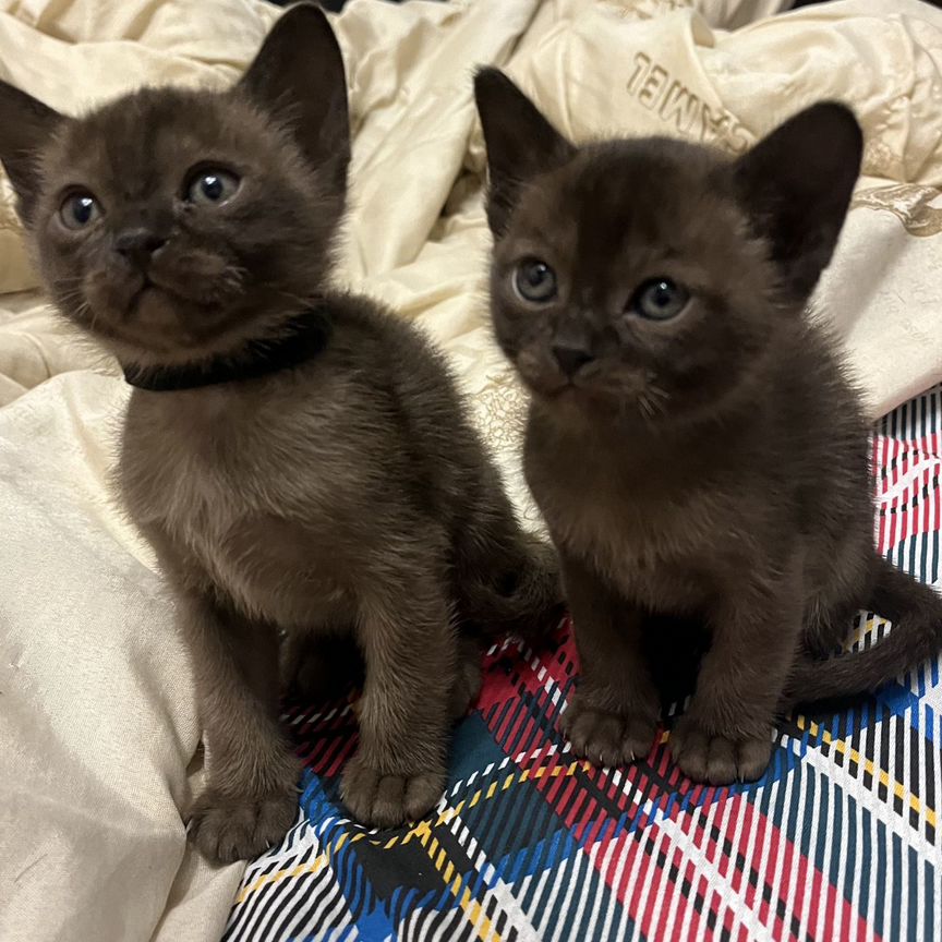 Европейский бурманский котёнок