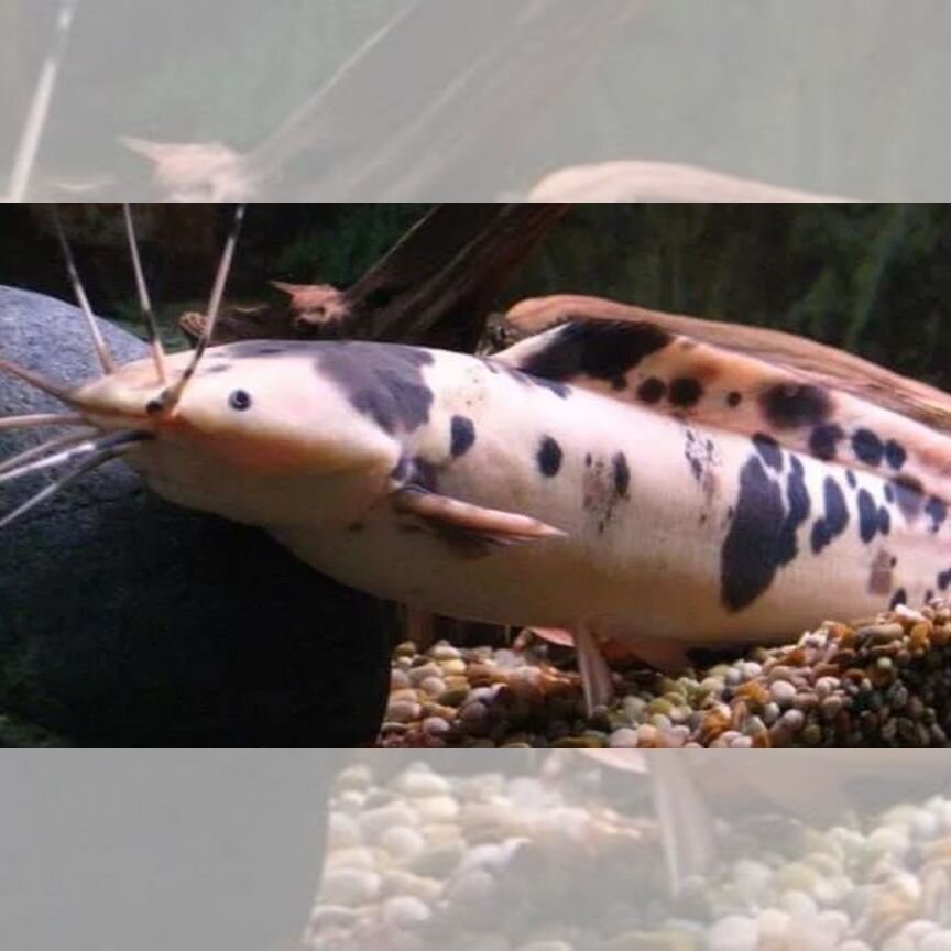 Сом клариус