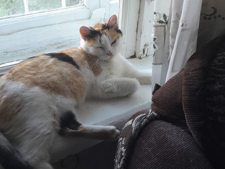 Кошка