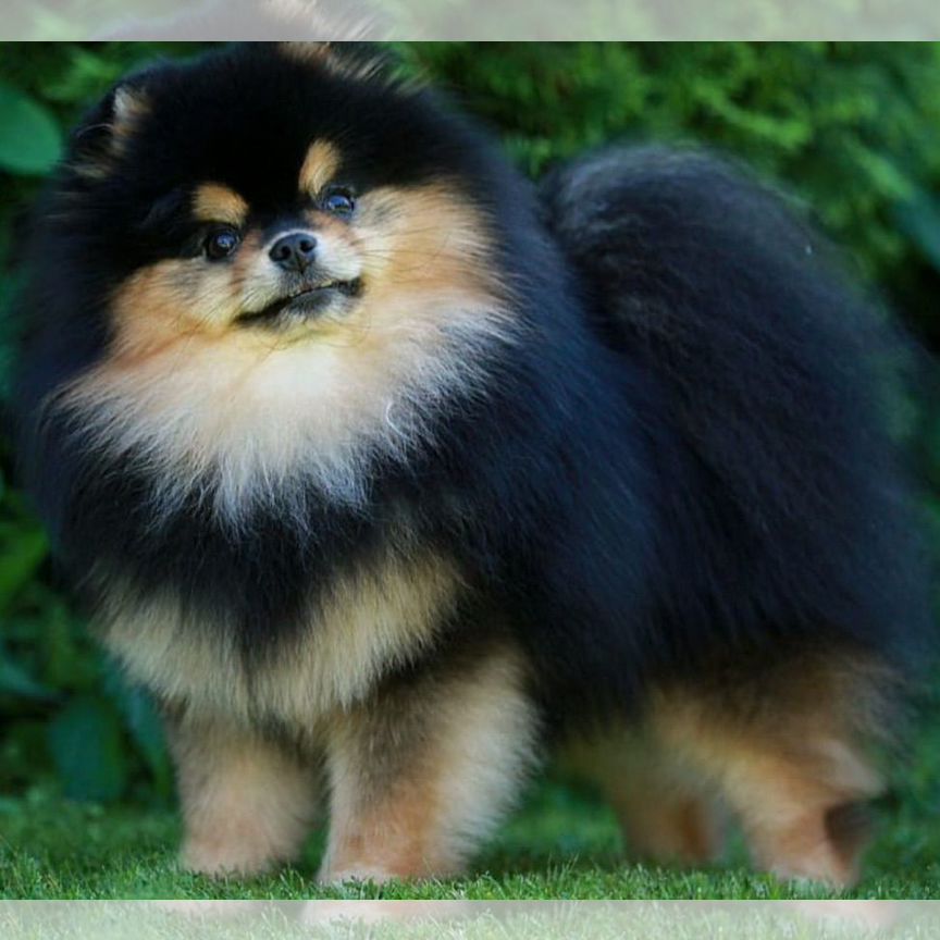 Померанский шпиц, взрослый пёс