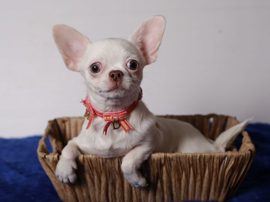 Кукольная девочка