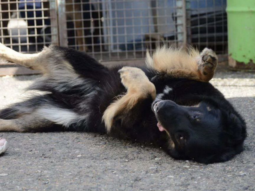 Собака из приюта