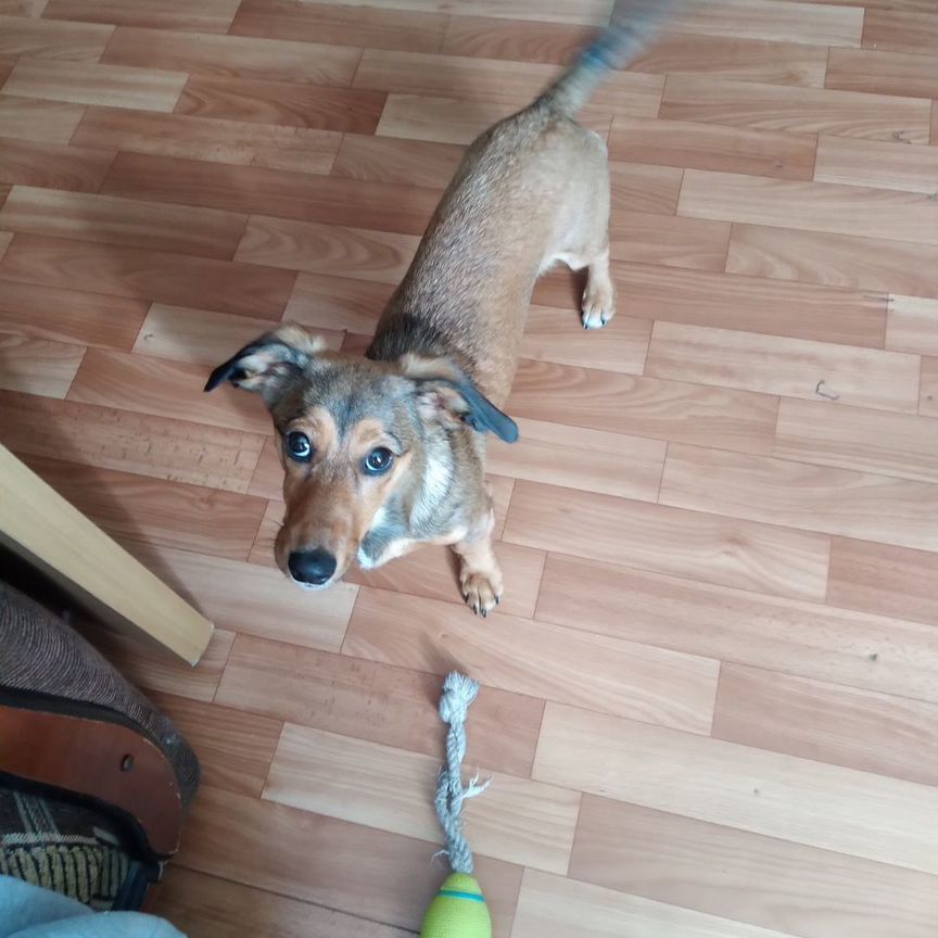 Собачка девочка Чапа в добрые руки