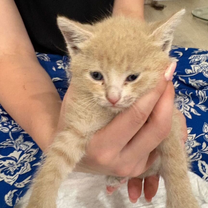 Котёнок в добрые руки