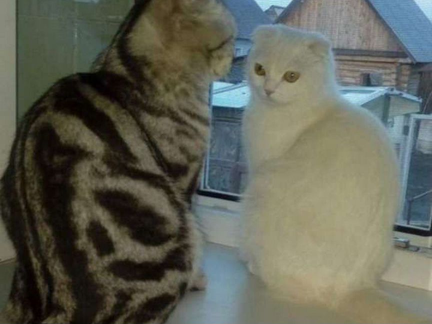 Британский котик на вязку,котята