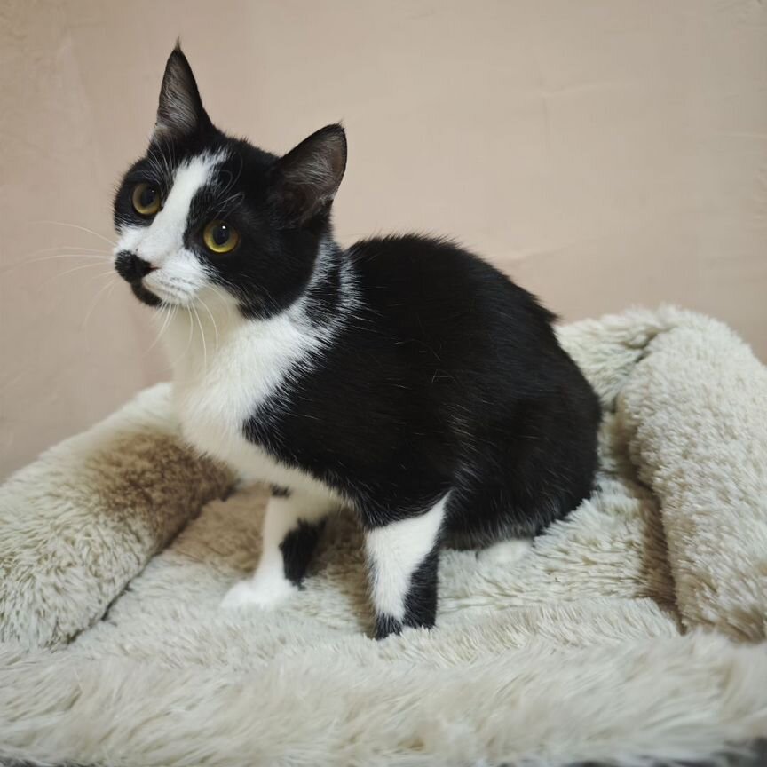 Маркизная Мелисса - вечный источник мурчания