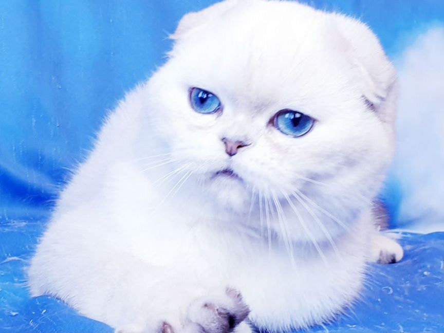 Шотландские коты и кошки