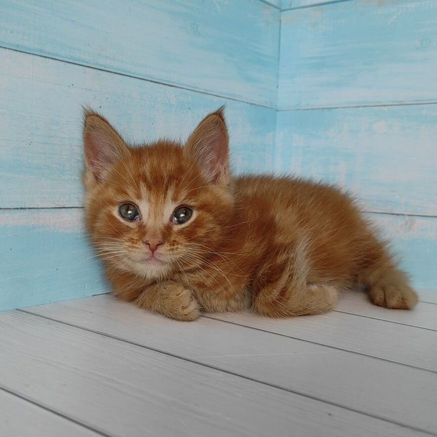 Курильский котенок