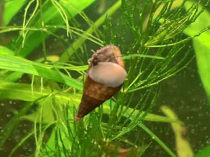 Улитки аквариумные