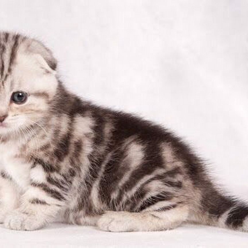 Вислоухие котята