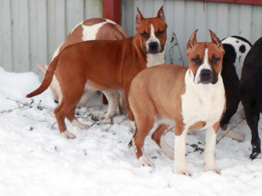 Красивые рыжие стаффочки. Питомник