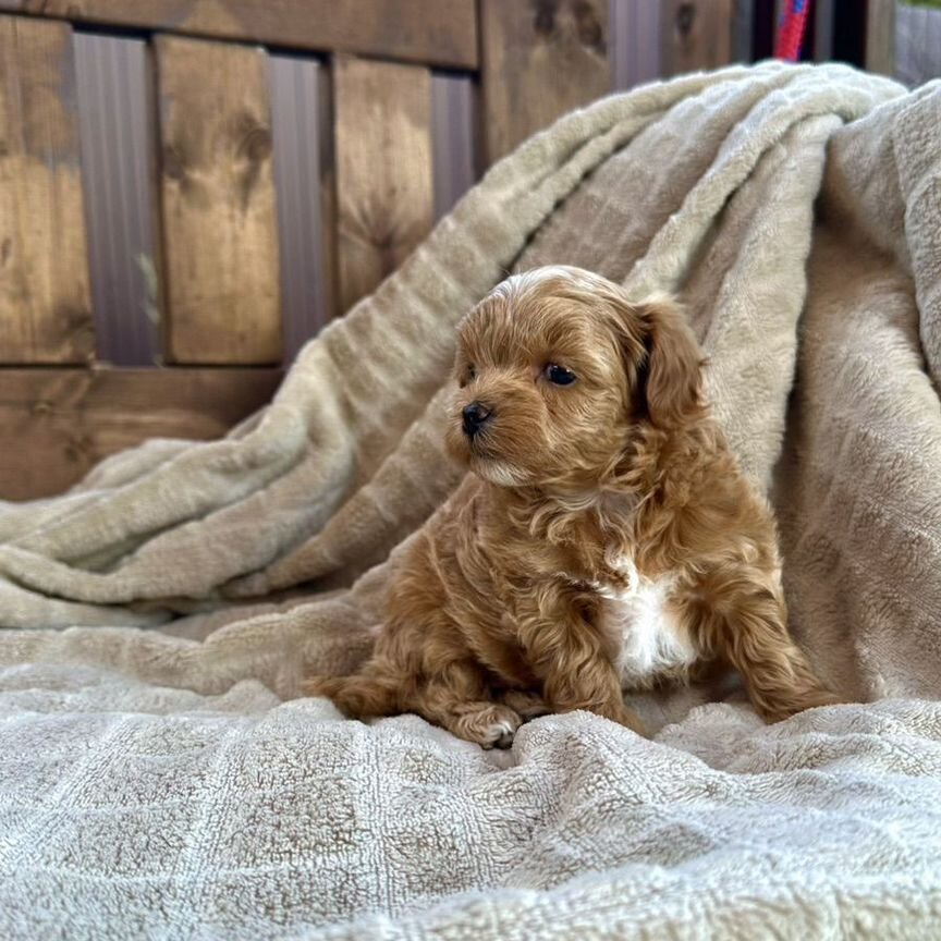 Мальтипу, щенок