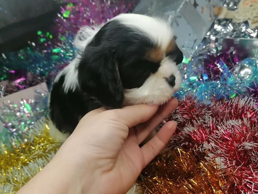 Щенки кавалера под бронь