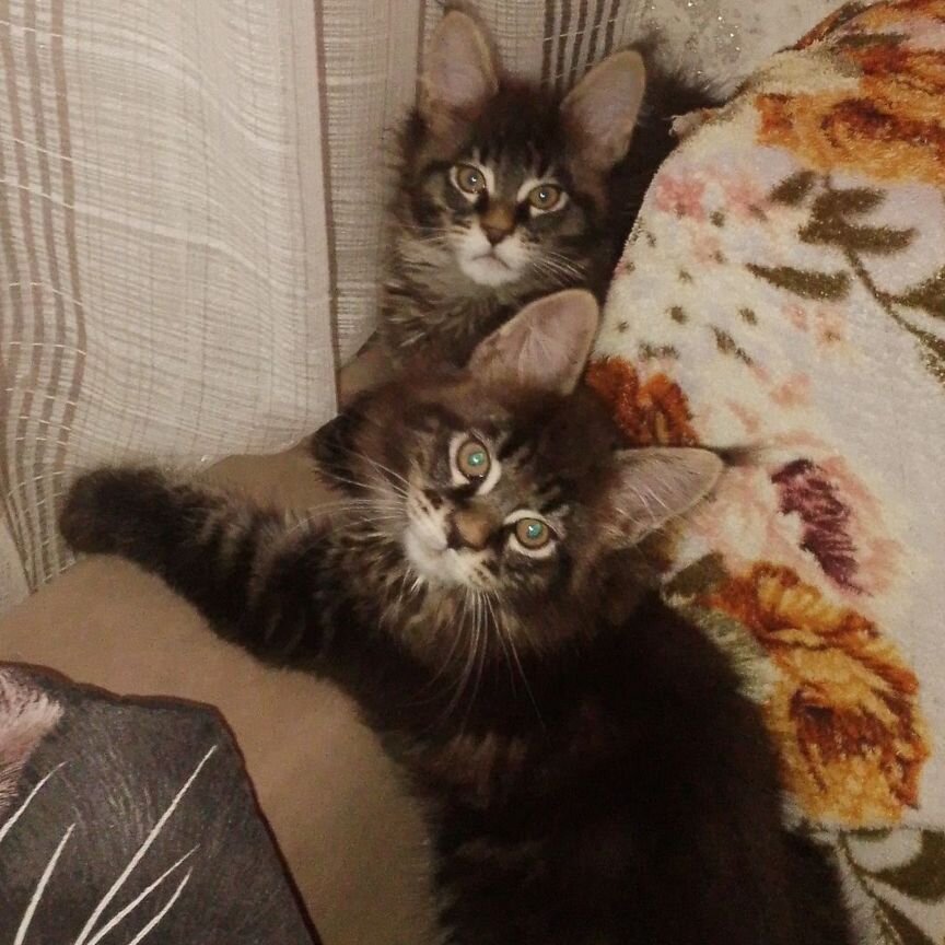 Мейн-кун котёнок