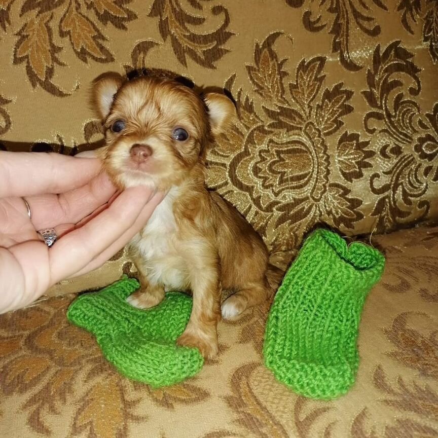 Голдаст принцесса мини крошка счастья