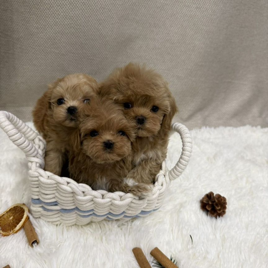 Мальтипу, щенок