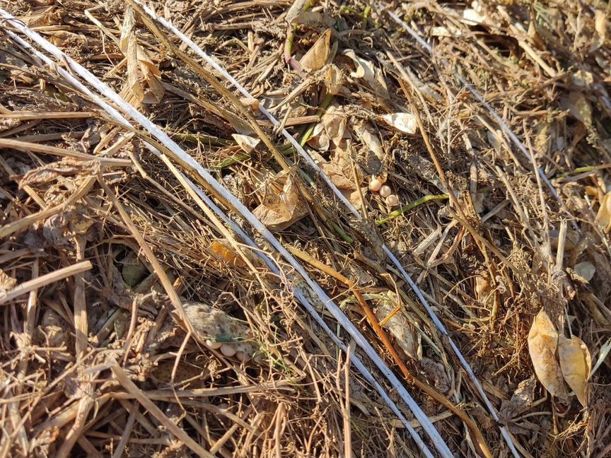 Гороховая солома