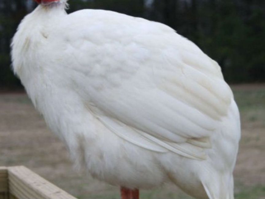 Цесарка Белая Волжская