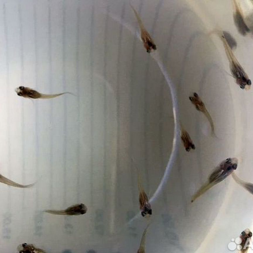 Мальки гуппи Эндлера