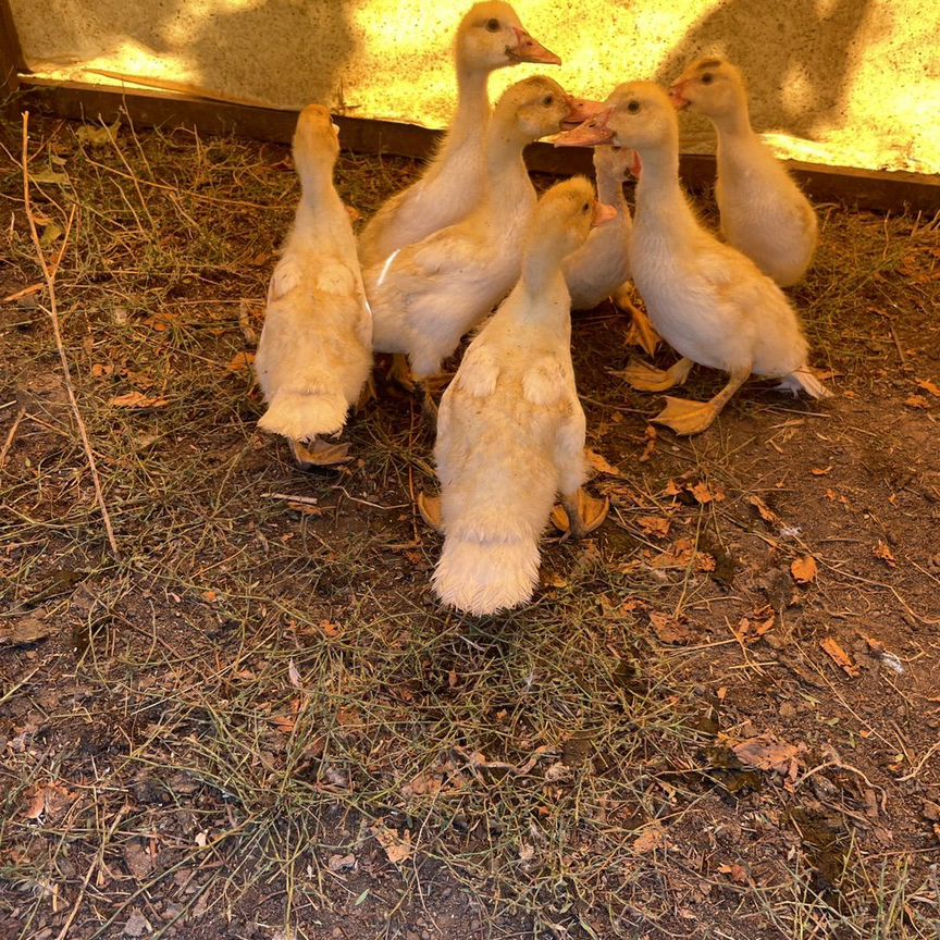 Утята муларды-шипуны