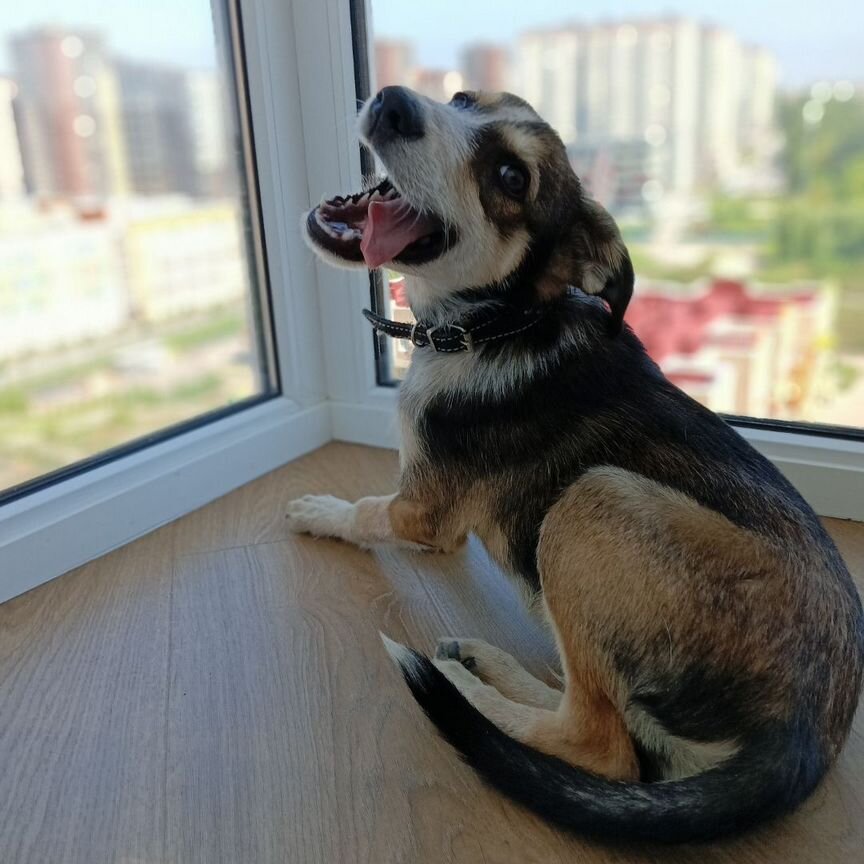 Щенок 4мес, мальчик ищет дом