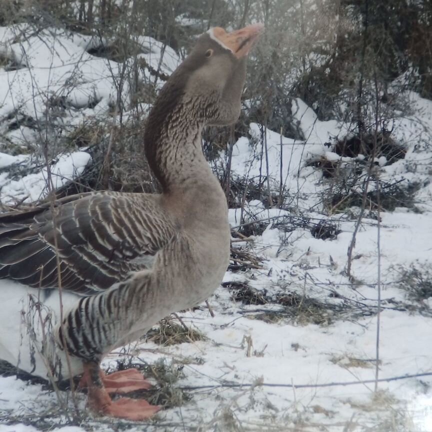 Гуси, утки мускусные и кряквы
