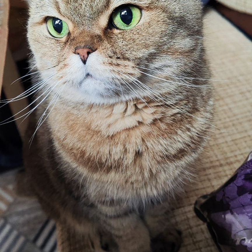 Отдам веслоухого кота в добрые руки