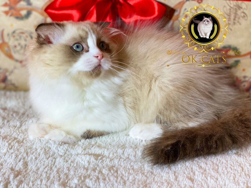 Малышка манчкин long с нежнейшим характером