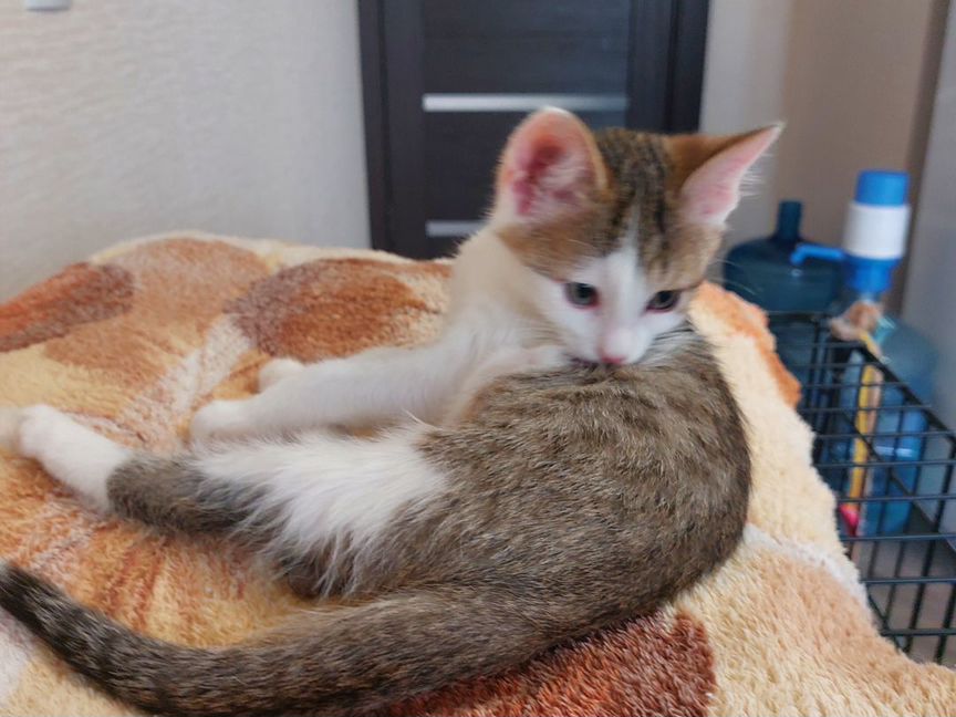 Котенок мальчик бесплатно