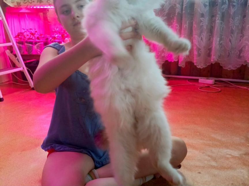 Вислоухая кошечка в хорошие руки
