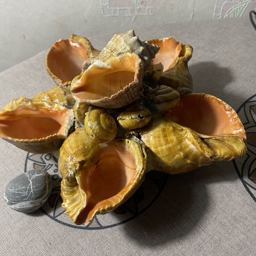 Морские ракушки