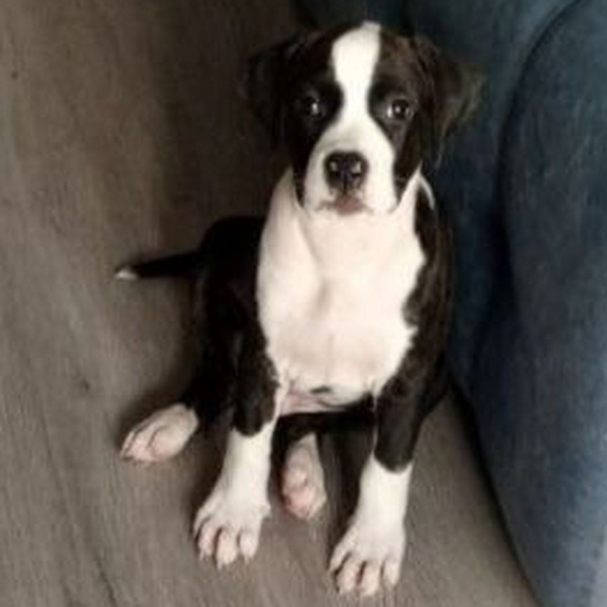 Американский стаффордширский терьер, щенок