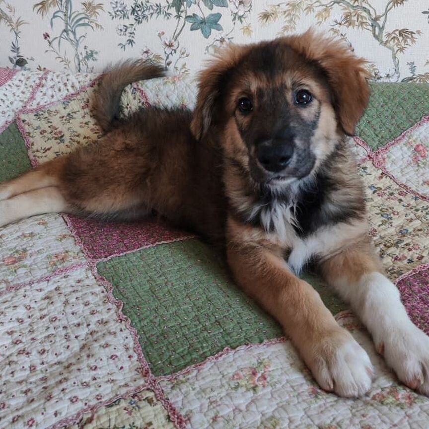 Щенок в добрые руки