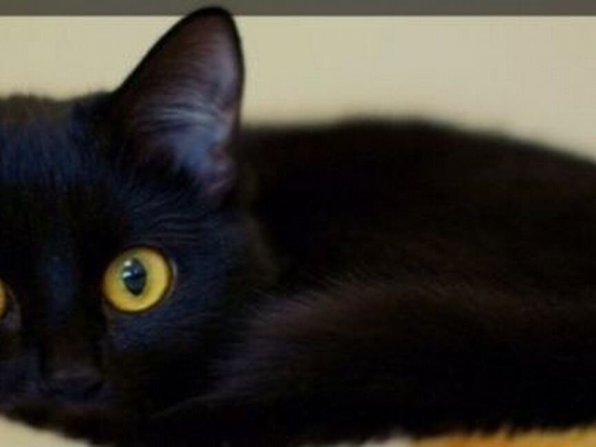 Бомбейская кошка