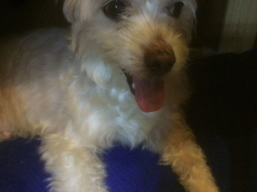 Найдена собака