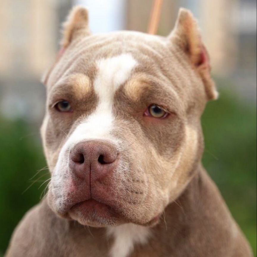 Американский булли покет девочка