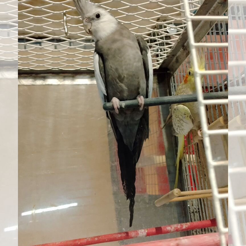 Попугай корелла пара с клетки