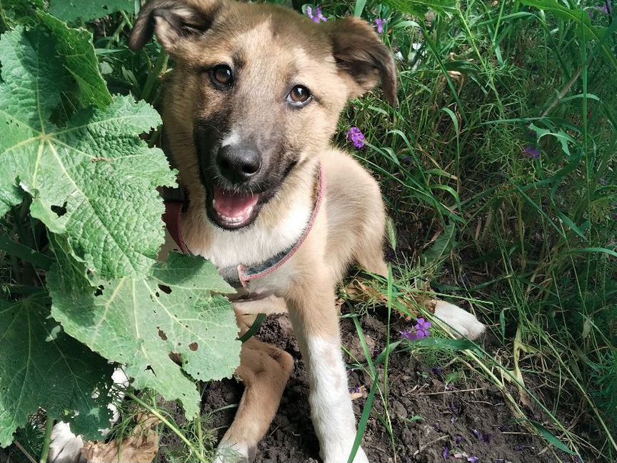 Щенок в добрые руки