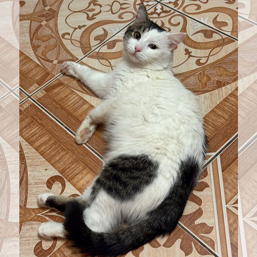 Взрослый кот в добрые руки