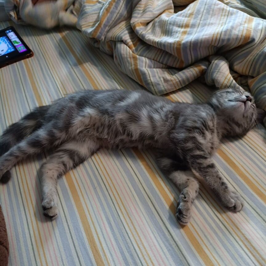 Отдам в добрые руки