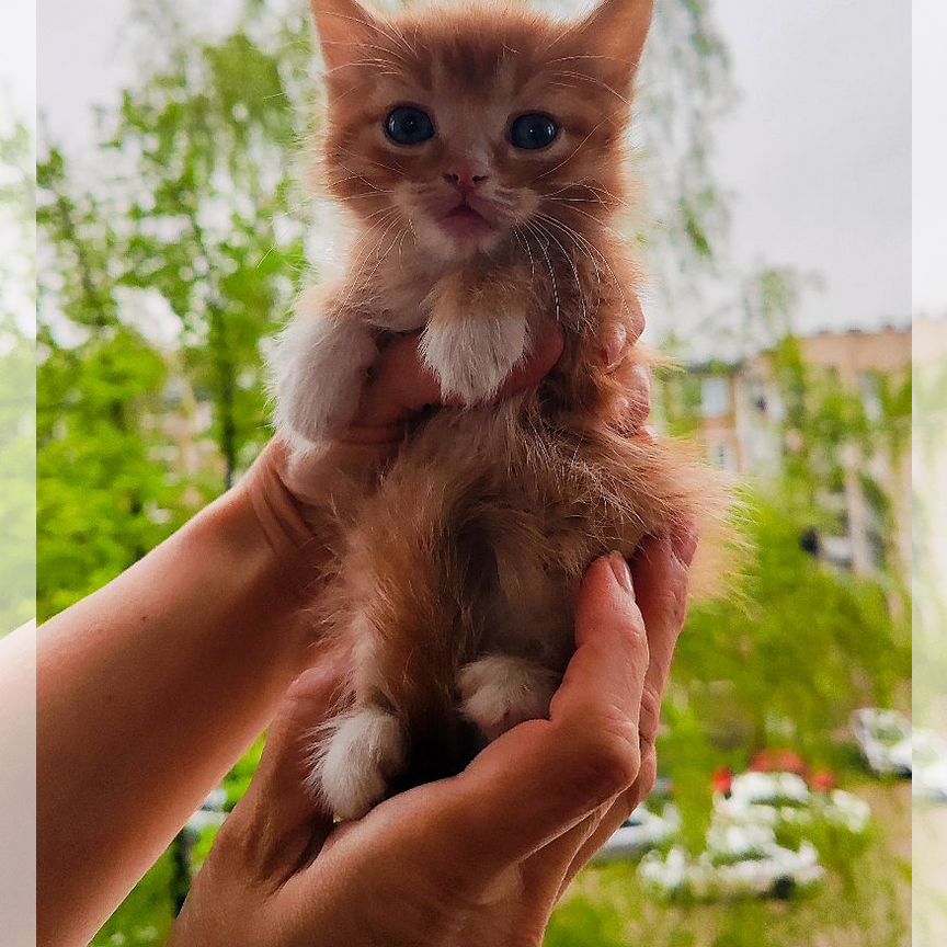 Отдам котят в добрые руки