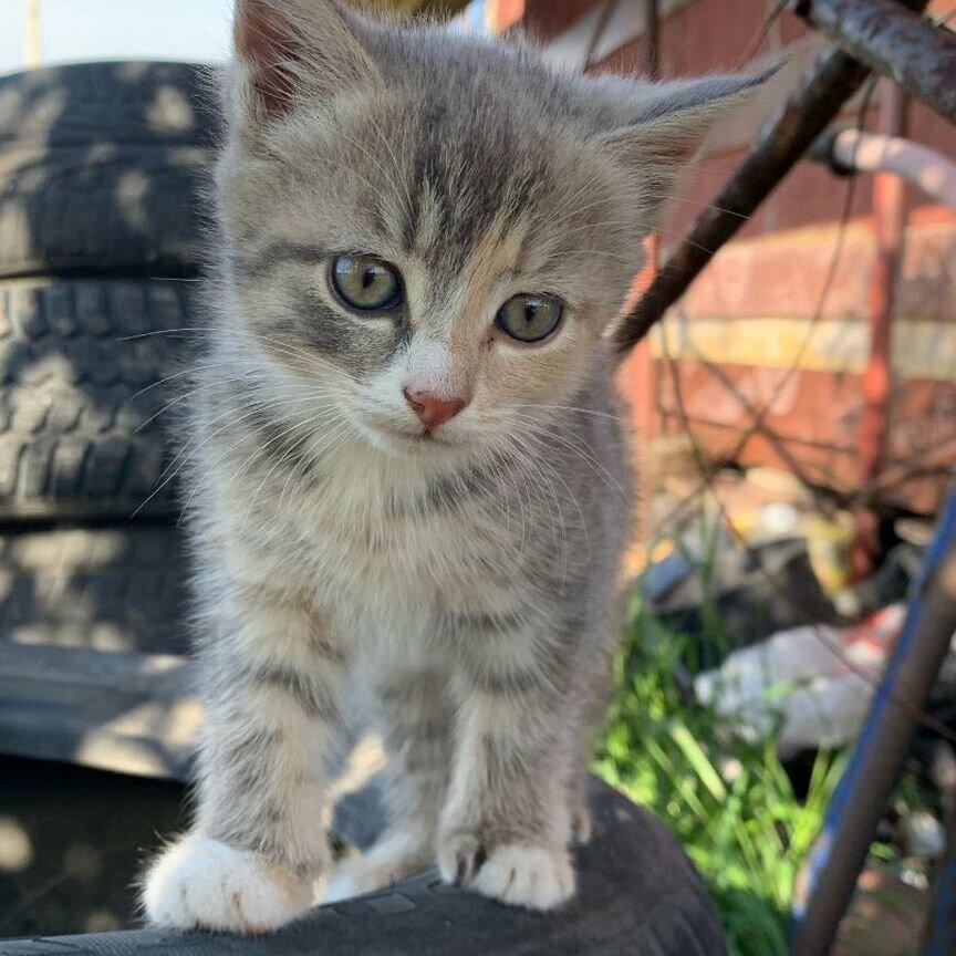 Котёнок в добрые руки
