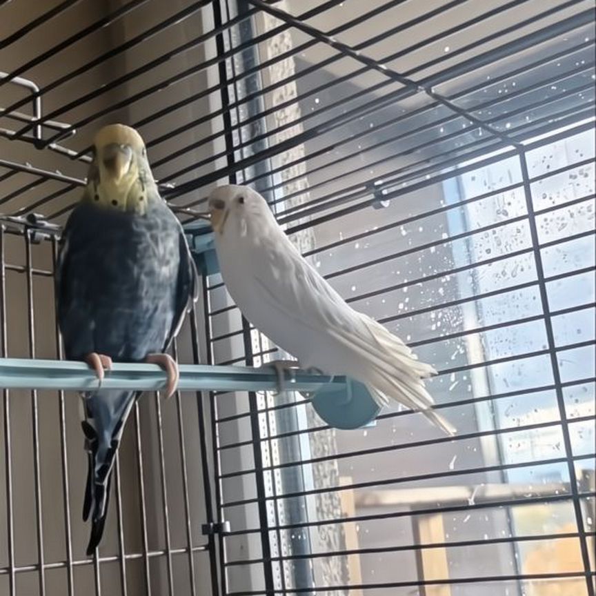 Волнистый попугай с клеткой