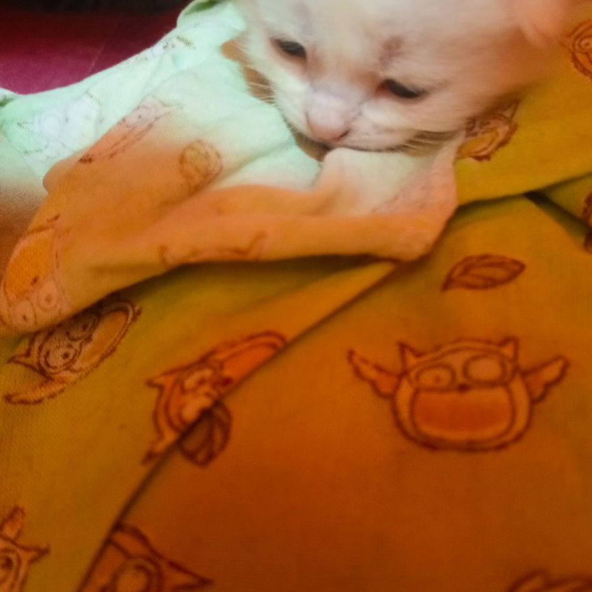Белый котенок